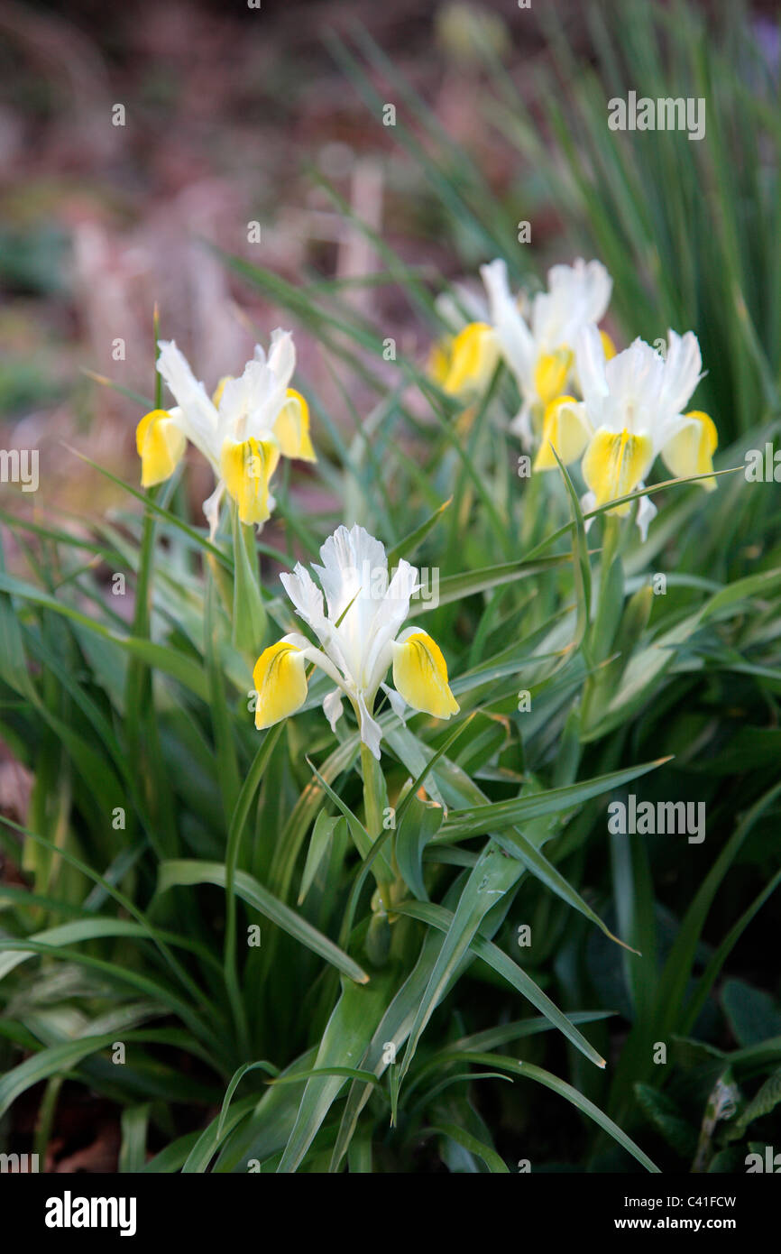 Bucharica hi-res stock photography and images - Alamy