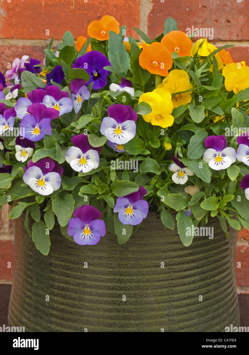 viola flower plant Stock Photo - Alamy
