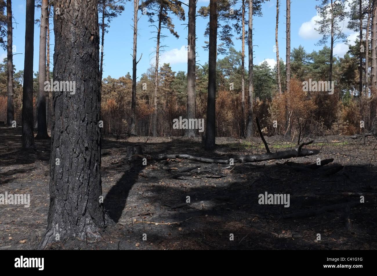 Crowthorne Forest Fire Damage-2 Stock Photo - Alamy