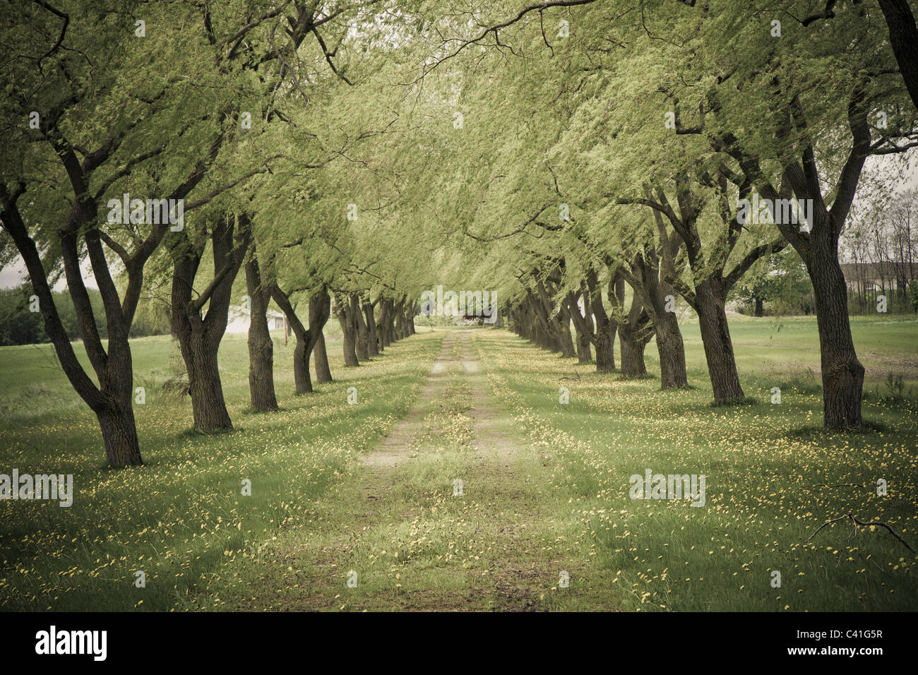 A dirty path in the countryside lined with trees Stock Photo - Alamy