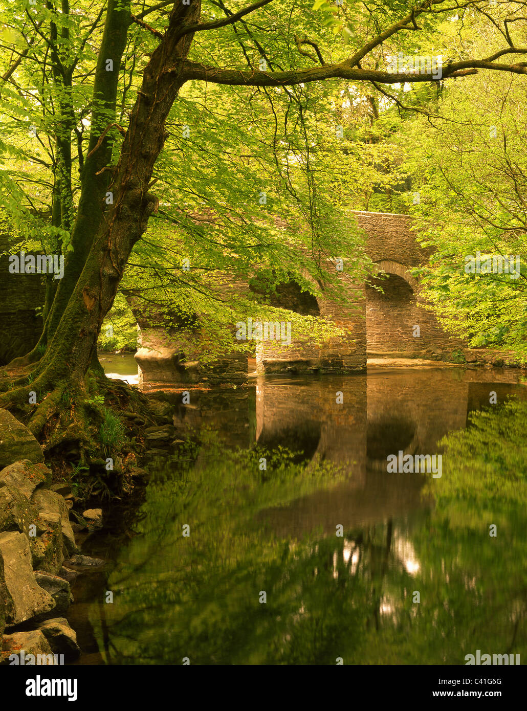 Plymbridge woods hi-res stock photography and images - Alamy