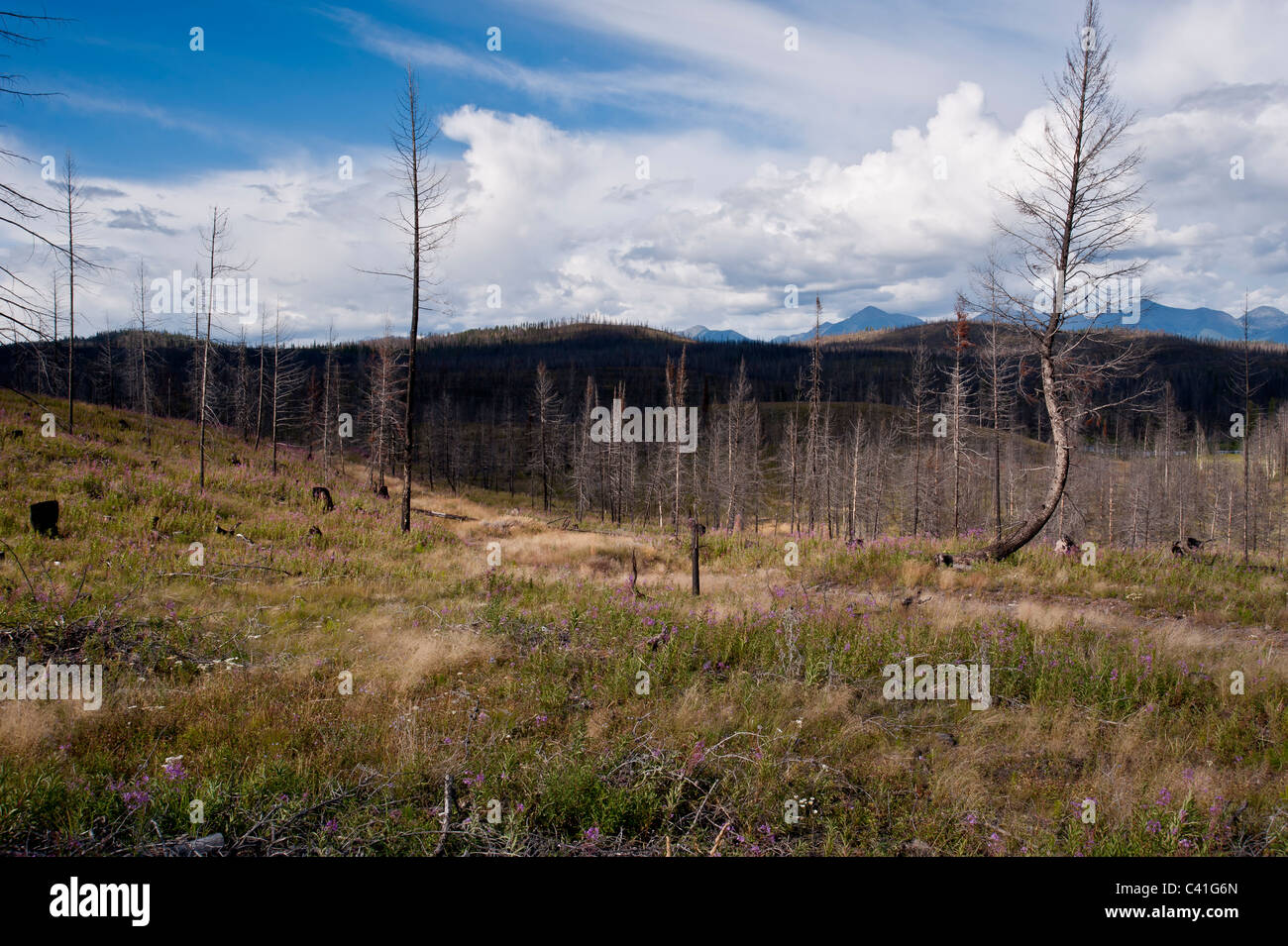 The forest is regenerating after the Jocko Lakes fires in western ...