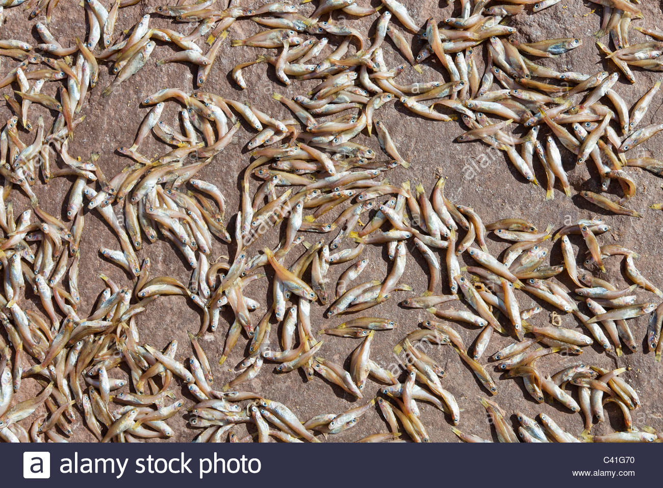 Cyprinodontidae High Resolution Stock Photography and Images - Alamy