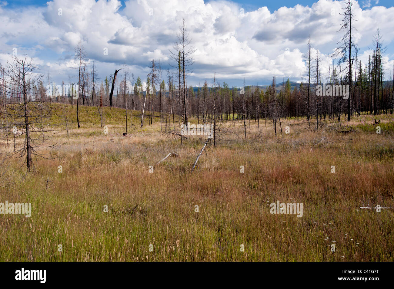 The forest is regenerating after the Jocko Lakes fires in western ...