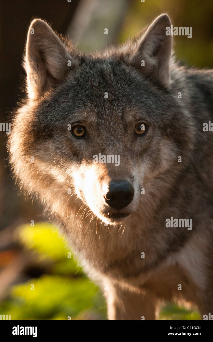 European grey wolf, looking towards camera Stock Photo - Alamy