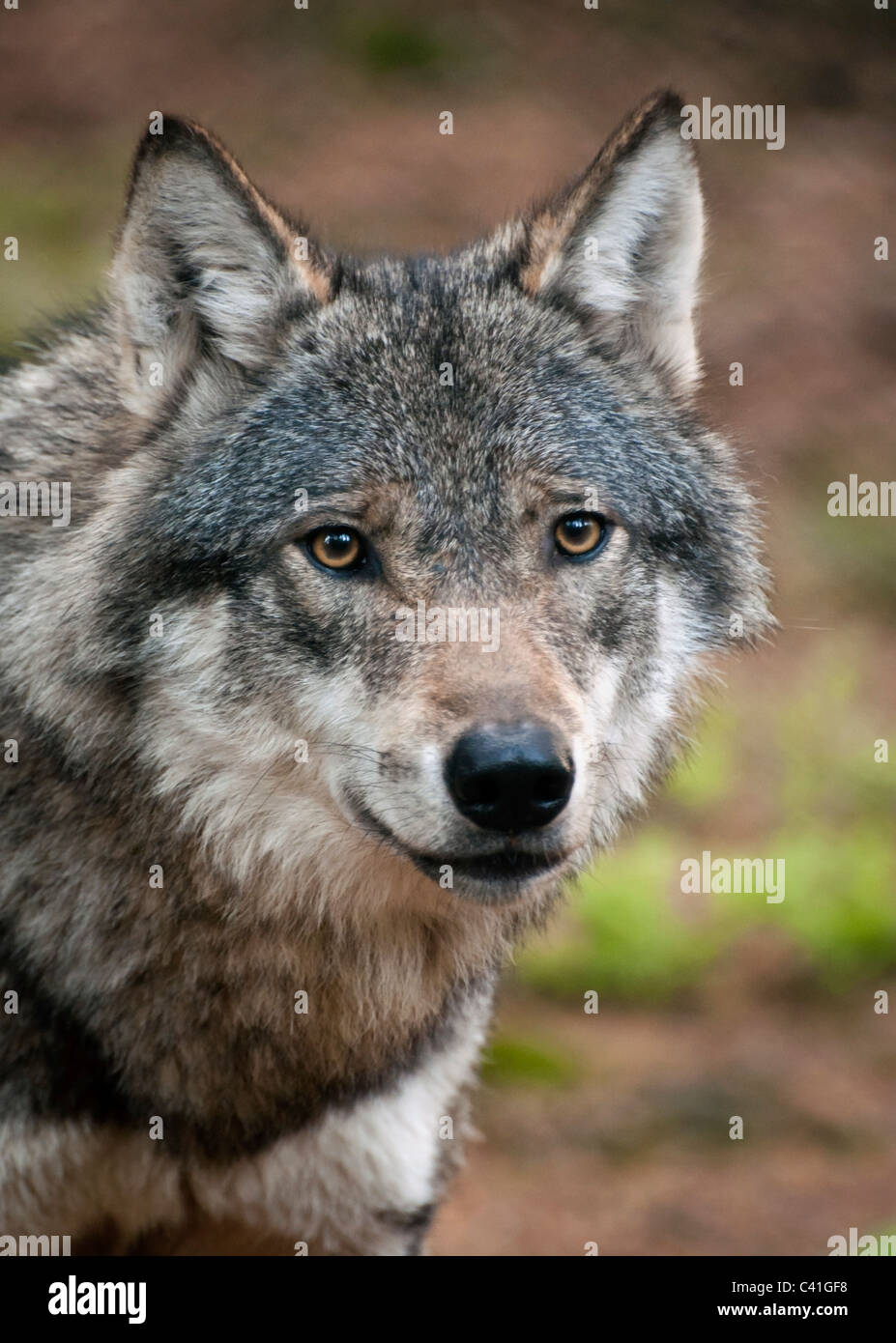 European grey wolf, looking towards camera Stock Photo - Alamy
