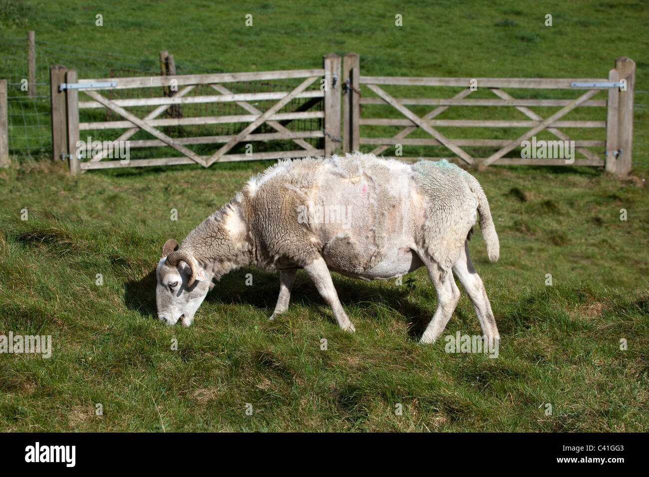 Partially Shorn Sheep Stock Photo - Alamy