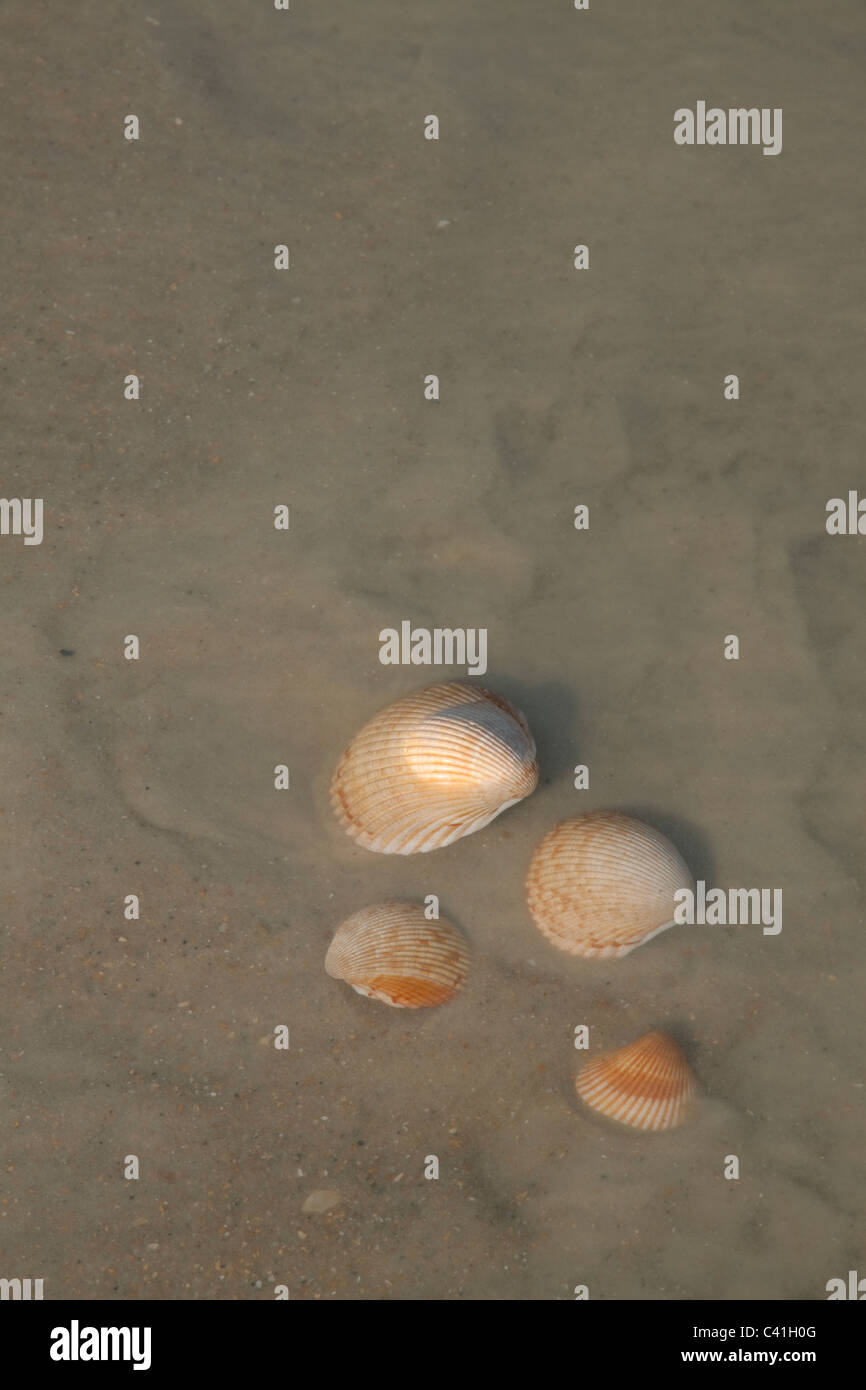 Fan Shaped Seashell at Joan Byrd blog