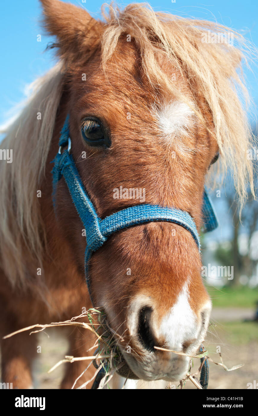 Pony pose hi-res stock photography and images - Alamy