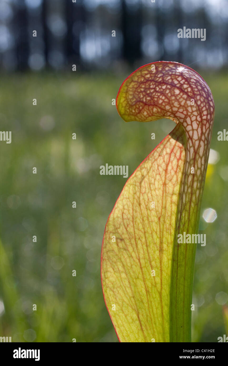 Parrot Pitcher High Resolution Stock Photography and Images - Alamy