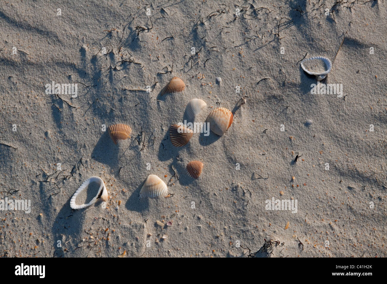 Scattered Scallop seashells on beach Florida USA Stock Photo - Alamy