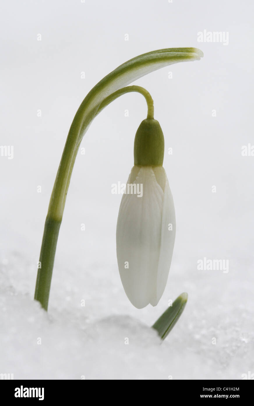 A snowdrop (Galanthus sp.) flowering in the snow Stock Photo - Alamy