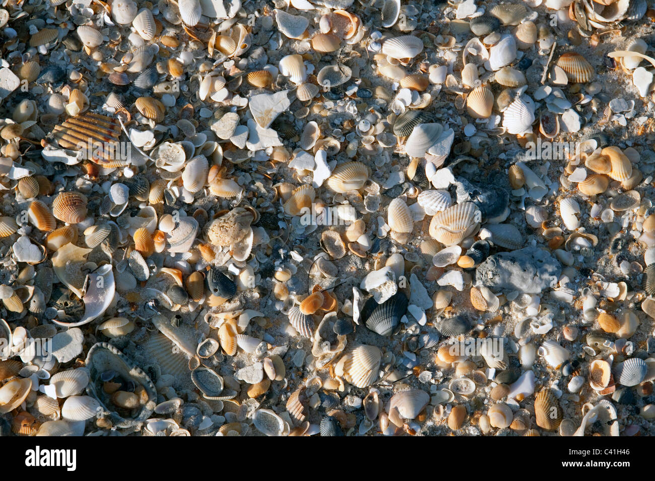 Sea shells scattered on sandy beach hi-res stock photography and images ...