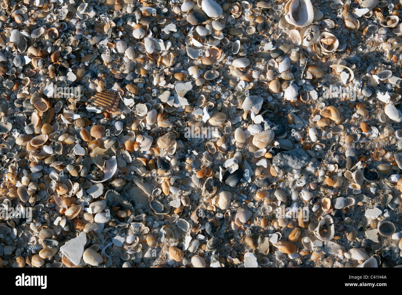 Scattered Seashells on beach Florida USA Stock Photo - Alamy