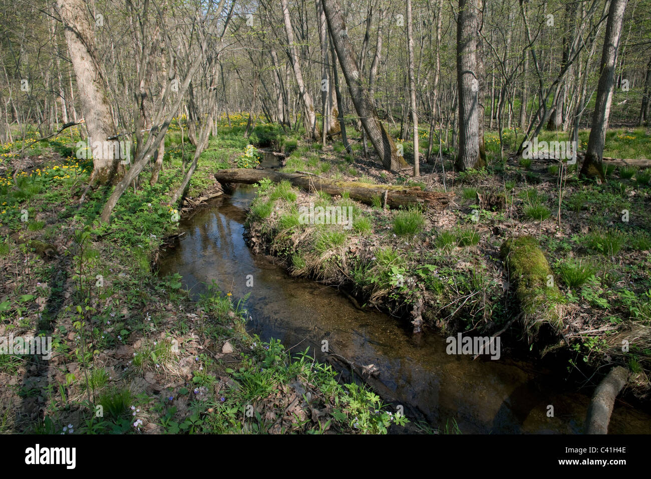 Creek running through Climax Forest Sugar Maple Acer saccharum ...