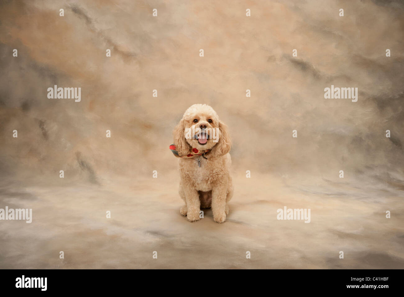 Cockapoo pet on background with sweet expression Stock Photo - Alamy
