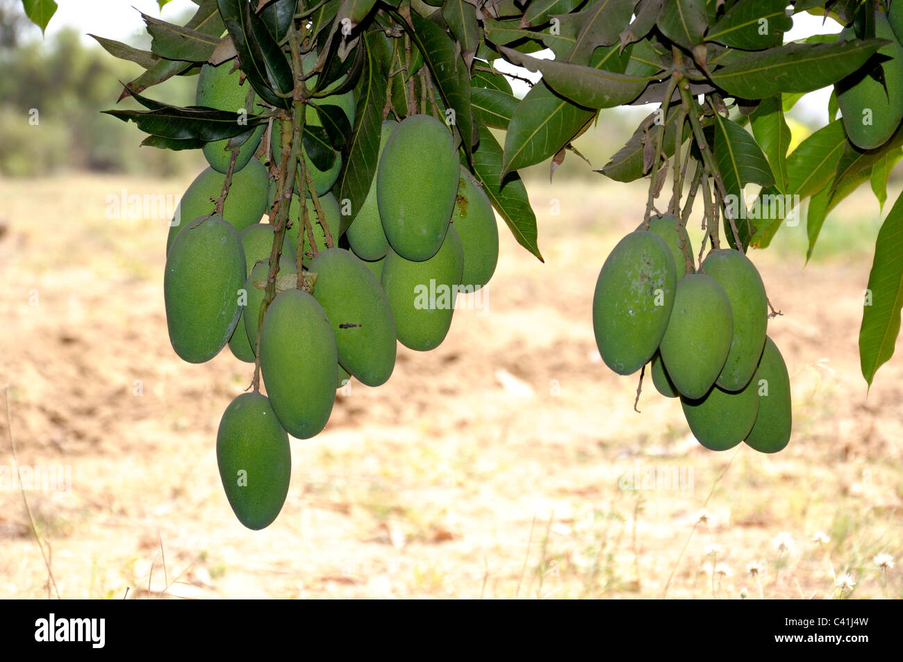 Mango farming hi-res stock photography and images - Alamy