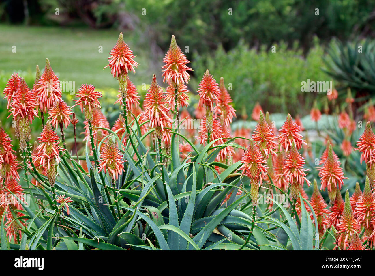 Red aloe hi-res stock photography and images - Alamy