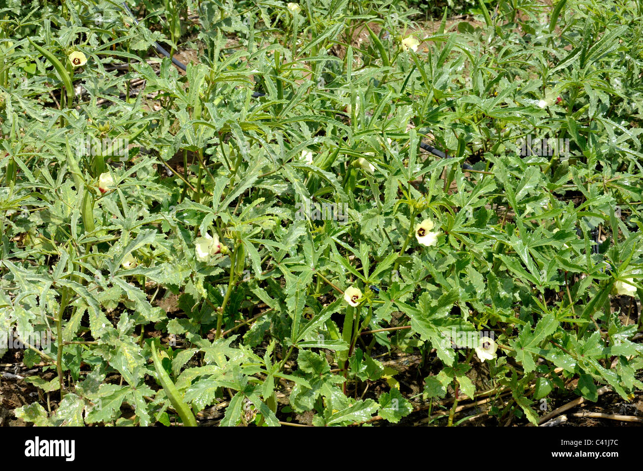 Ladys finger cultivation hi-res stock photography and images - Alamy