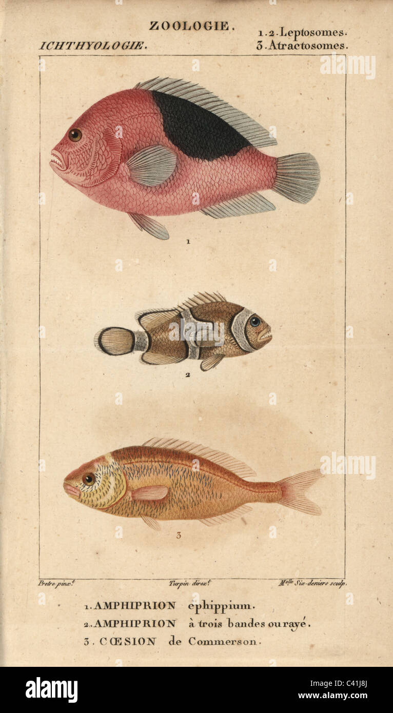 Saddle anemonefish, three-band anemonefish and Commerson's coesion ...