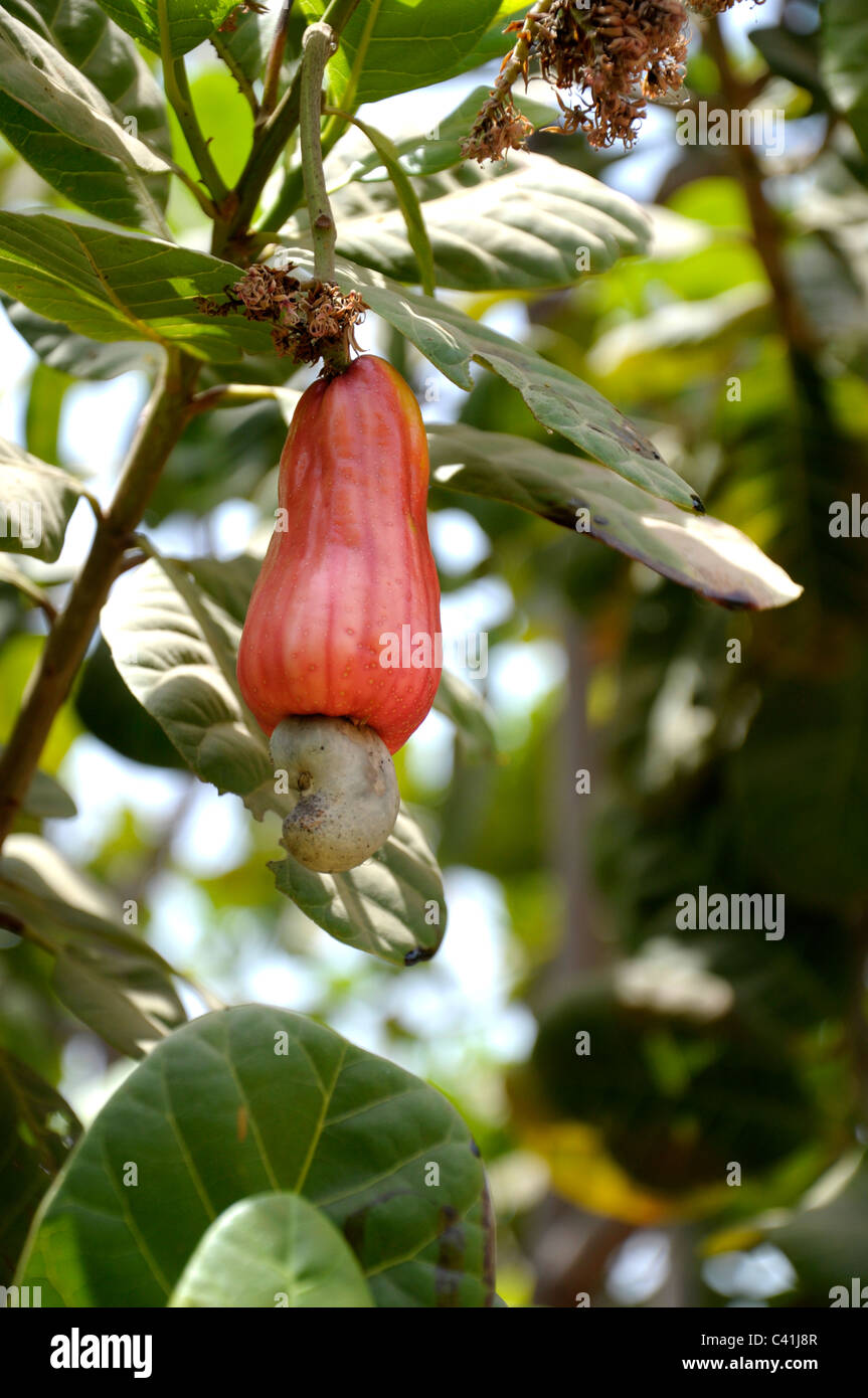 Cashew nut cultivation Stock Photo - Alamy