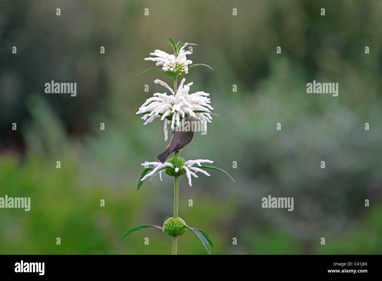 Female Southern Double-collared Sunbird or Lesser Double-collared ...