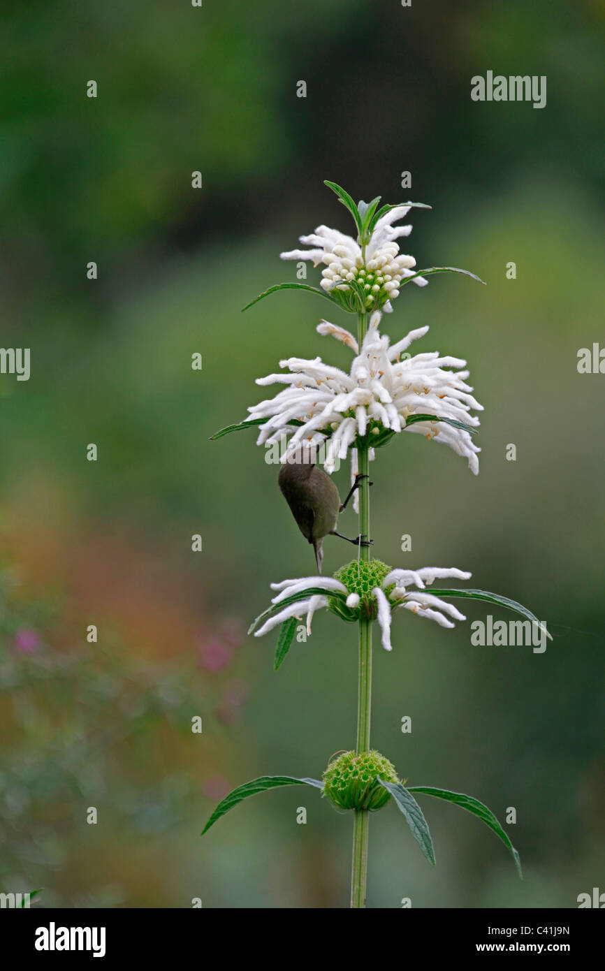 Female Southern Double-collared Sunbird or Lesser Double-collared ...