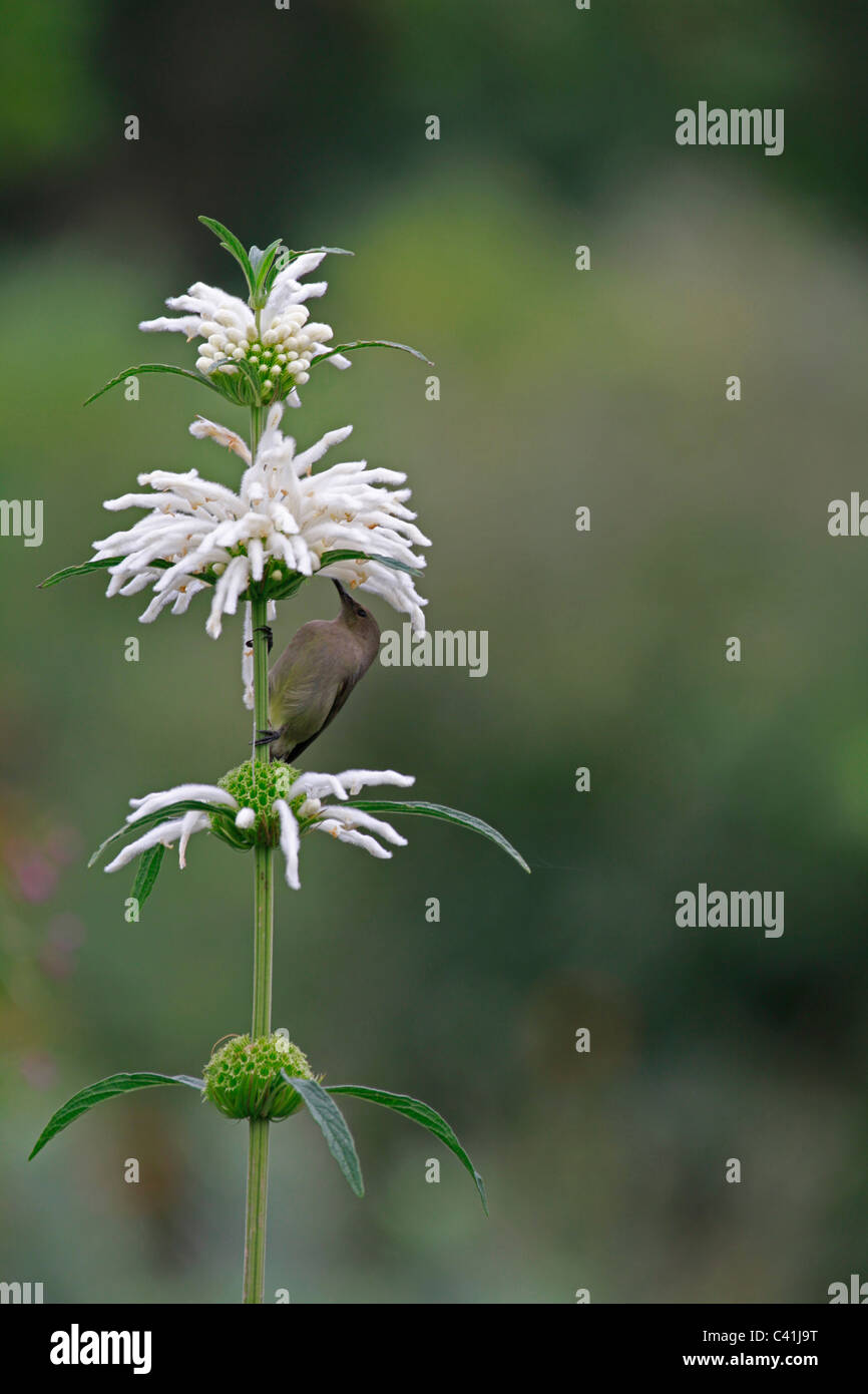 Female Southern Double-collared Sunbird or Lesser Double-collared ...