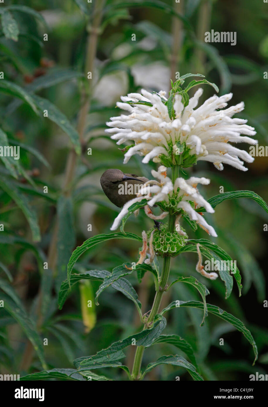 Sunbird pollination hi-res stock photography and images - Alamy