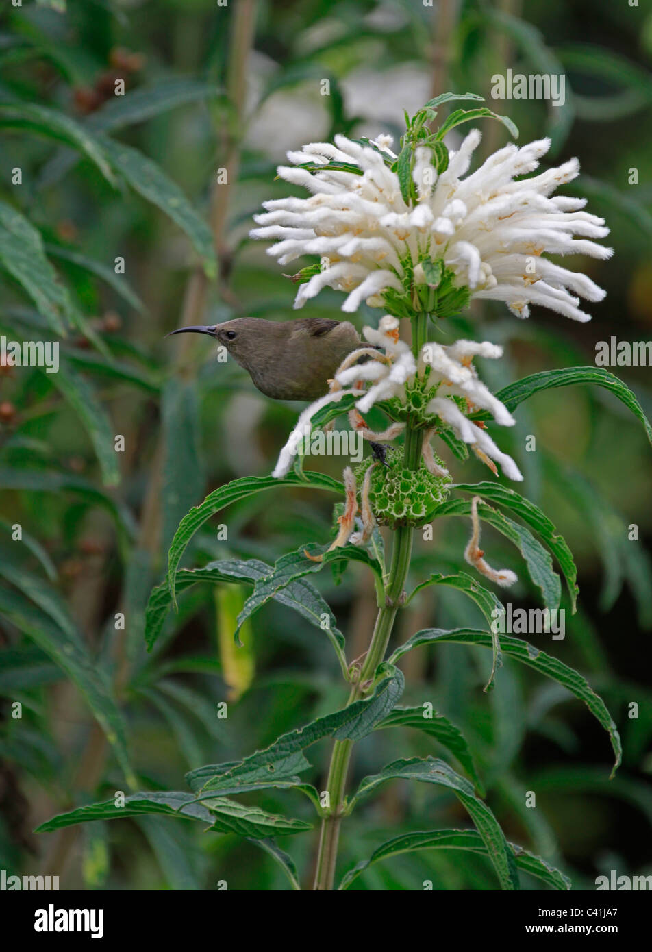 Female Southern Double-collared Sunbird or Lesser Double-collared ...