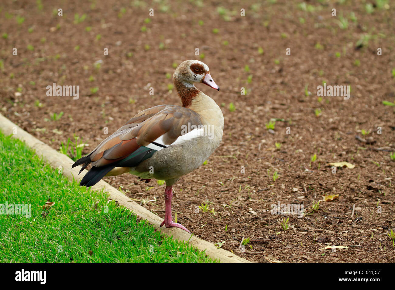 Egyptian Goose (Alopochen aegyptiacus) in Kirstenbosch National ...