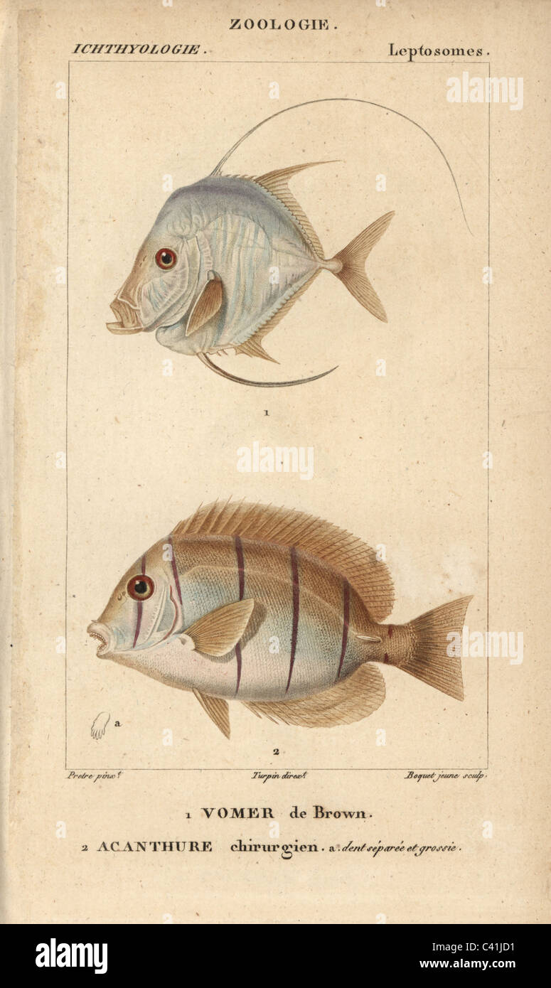 Doctor_fish hi-res stock photography and images - Alamy