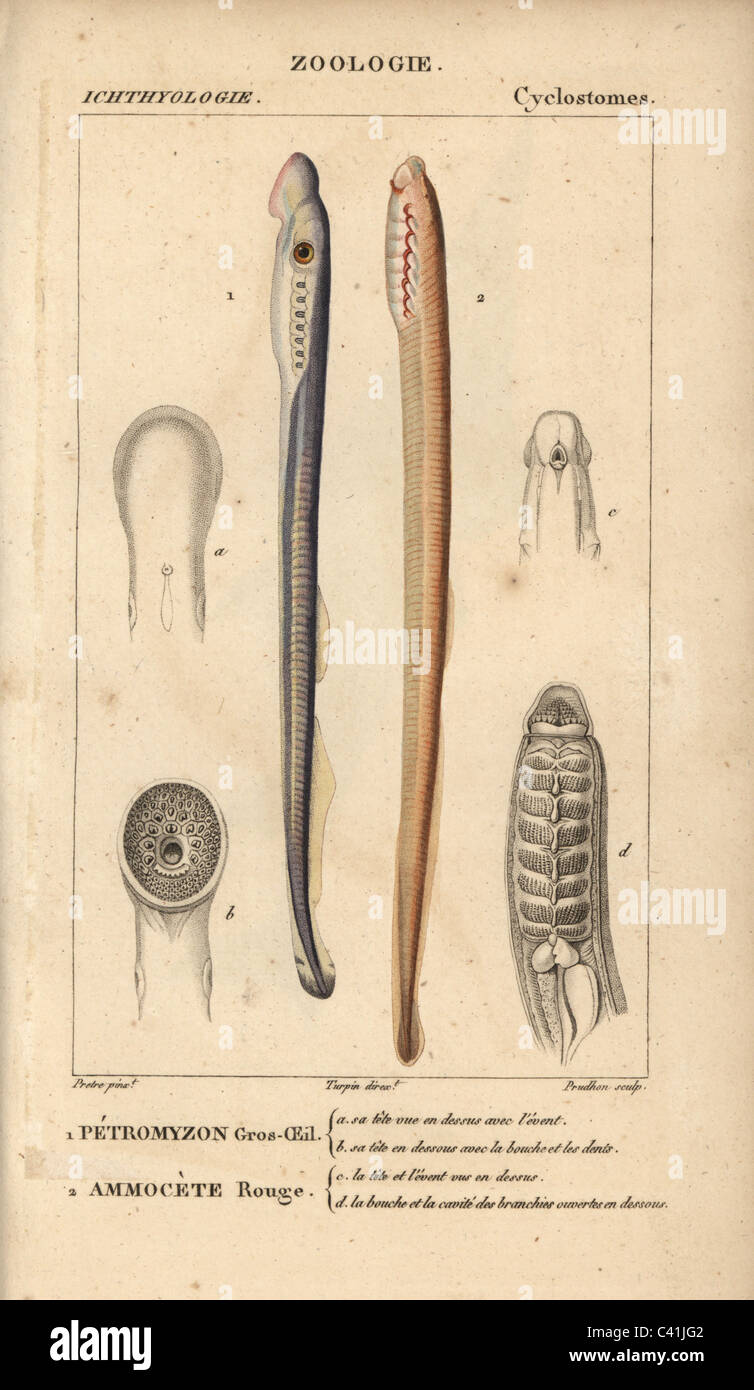 Big-eyed and red lamprey Stock Photo - Alamy