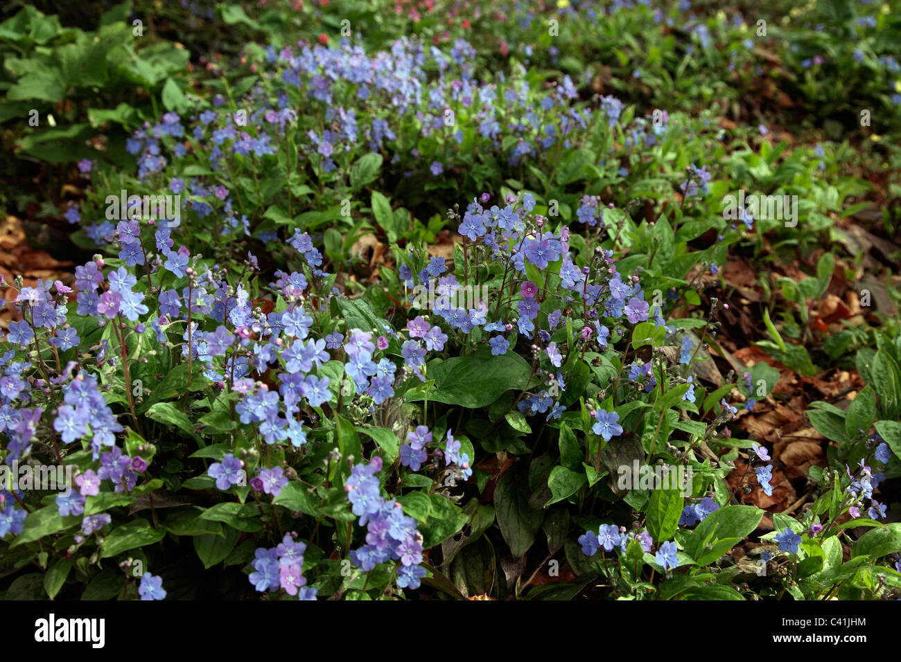 Omphalodes cappadocica hi-res stock photography and images - Alamy