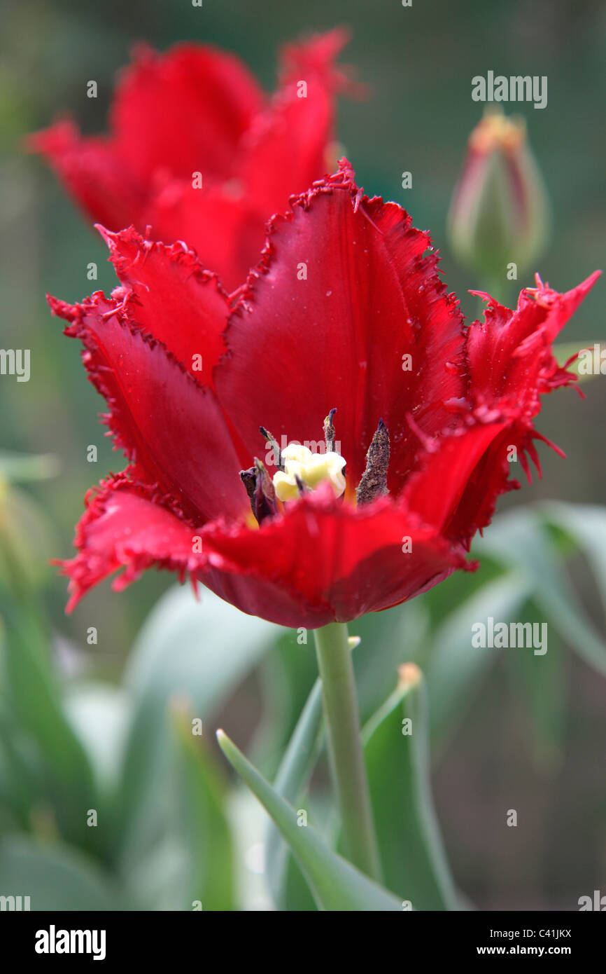 The Pacific Pearl High Resolution Stock Photography and Images - Alamy