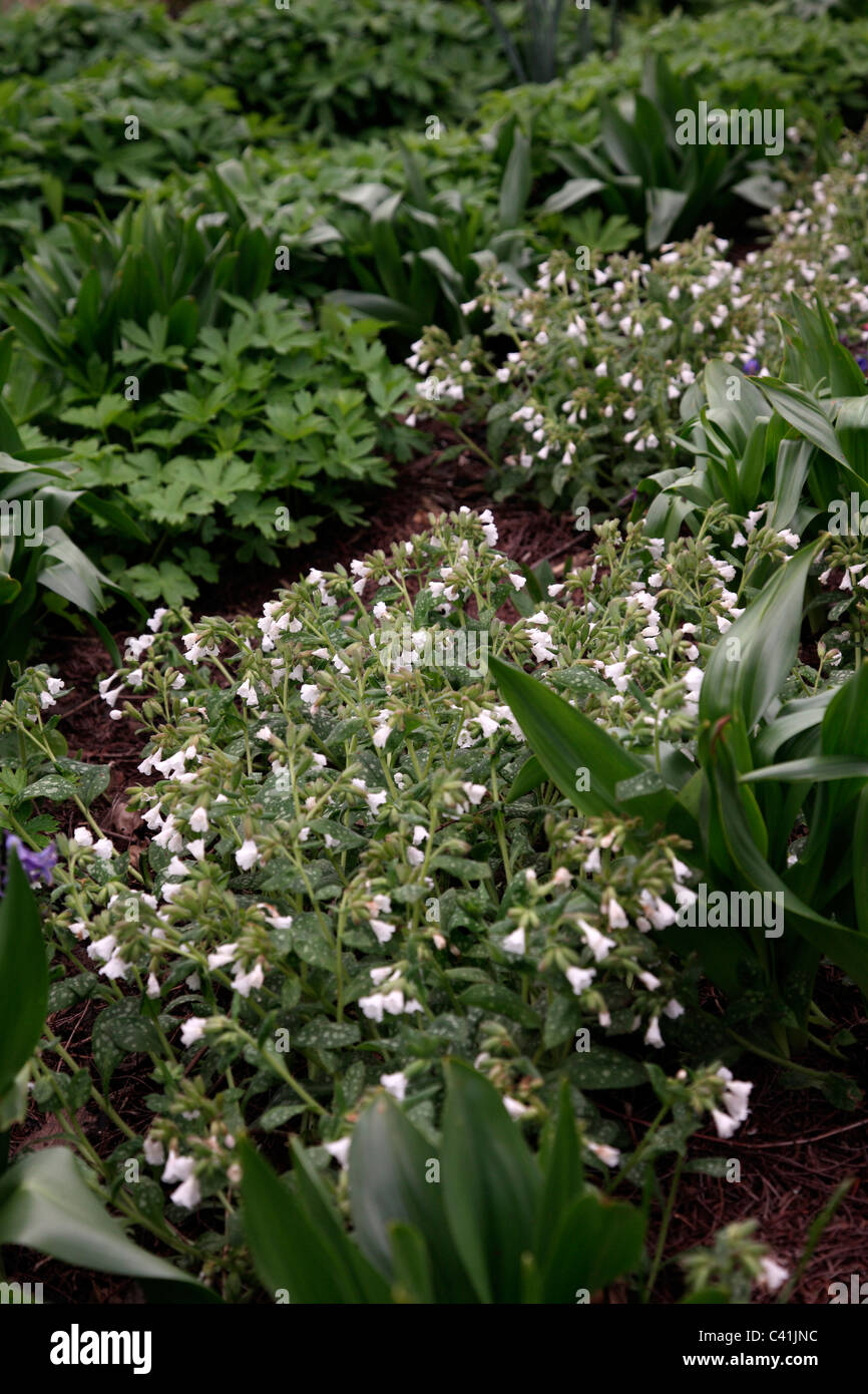 Pulmonaria Sissinghurst White High Resolution Stock Photography and ...