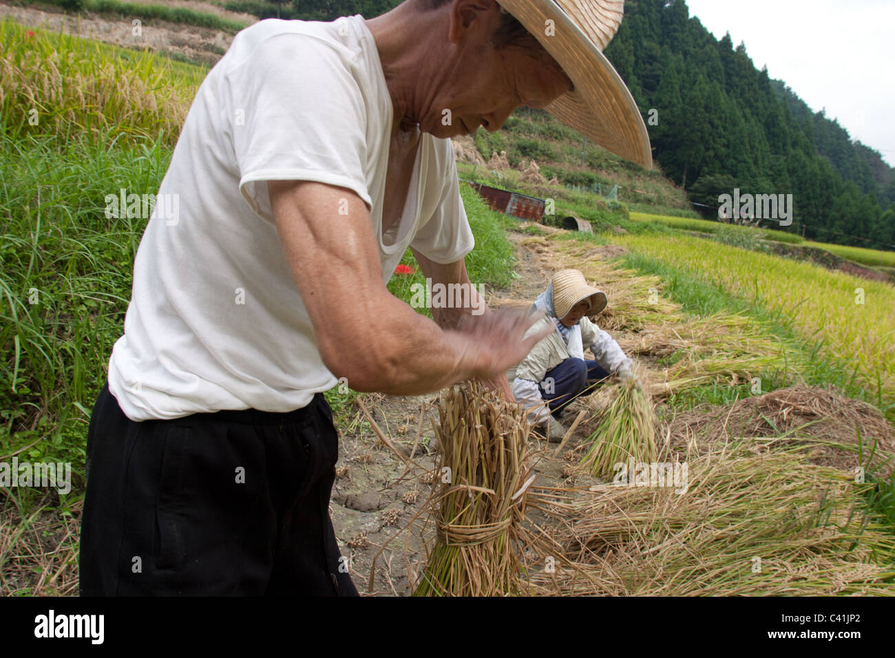 Rice farming in rice paddy fields, in Shikoko island, Japan Stock Photo ...