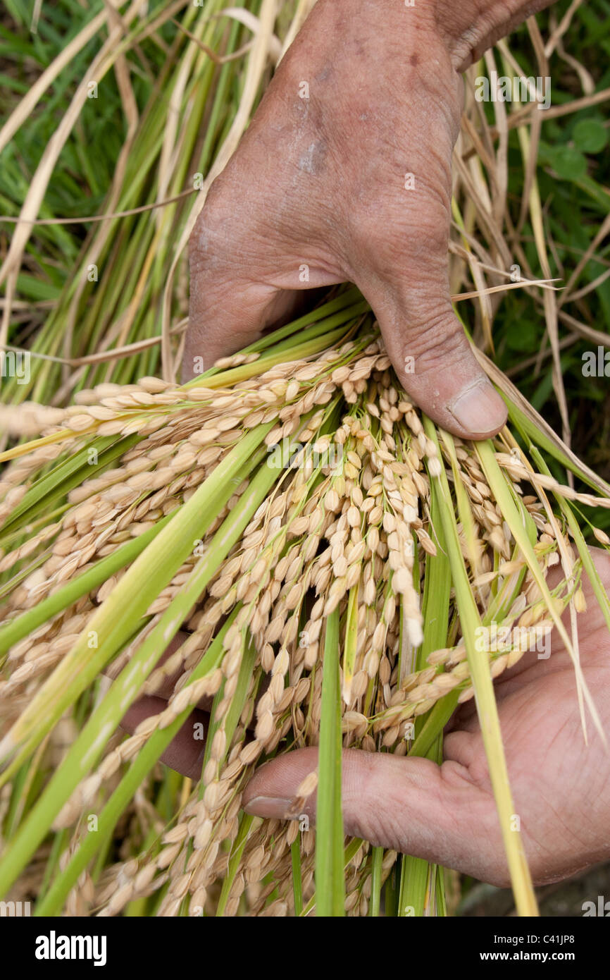 Rice farming in rice paddy fields, in Shikoko island, Japan Stock Photo ...