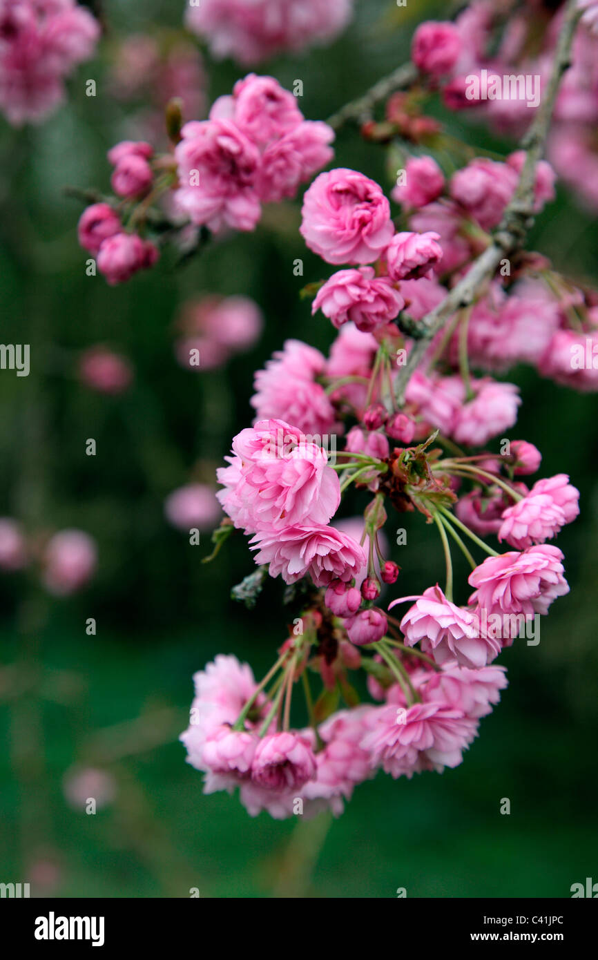 Kiku shidare zakura' hi-res stock photography and images - Alamy