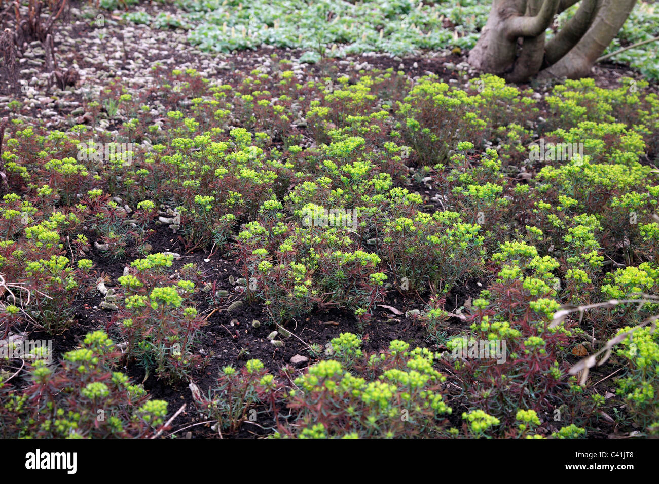 Euphorbia cyparissias 'Fens Ruby' is a very vigorous running plant ...