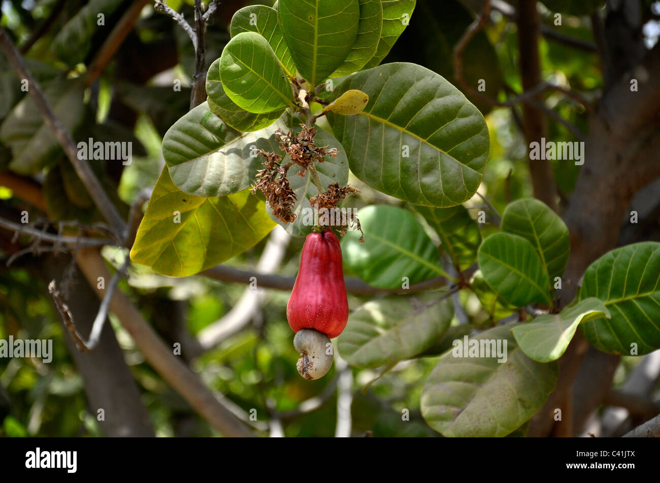 Cashew nut cultivation Stock Photo - Alamy