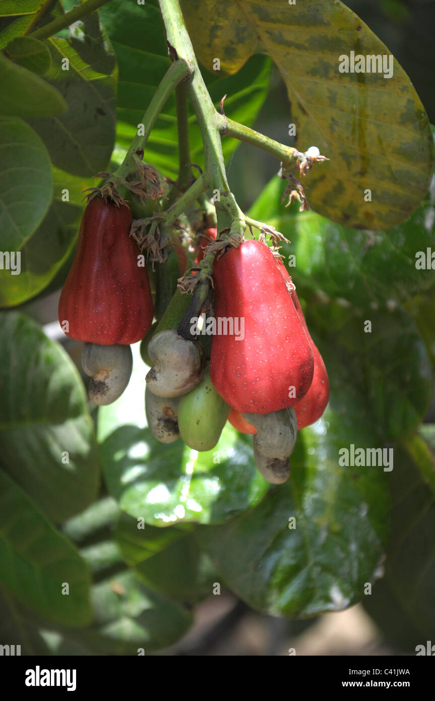 Cashew nut cultivation Stock Photo - Alamy