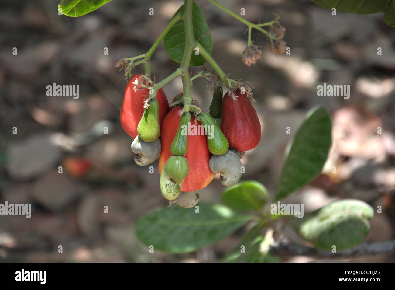 Cashew nut cultivation Stock Photo - Alamy