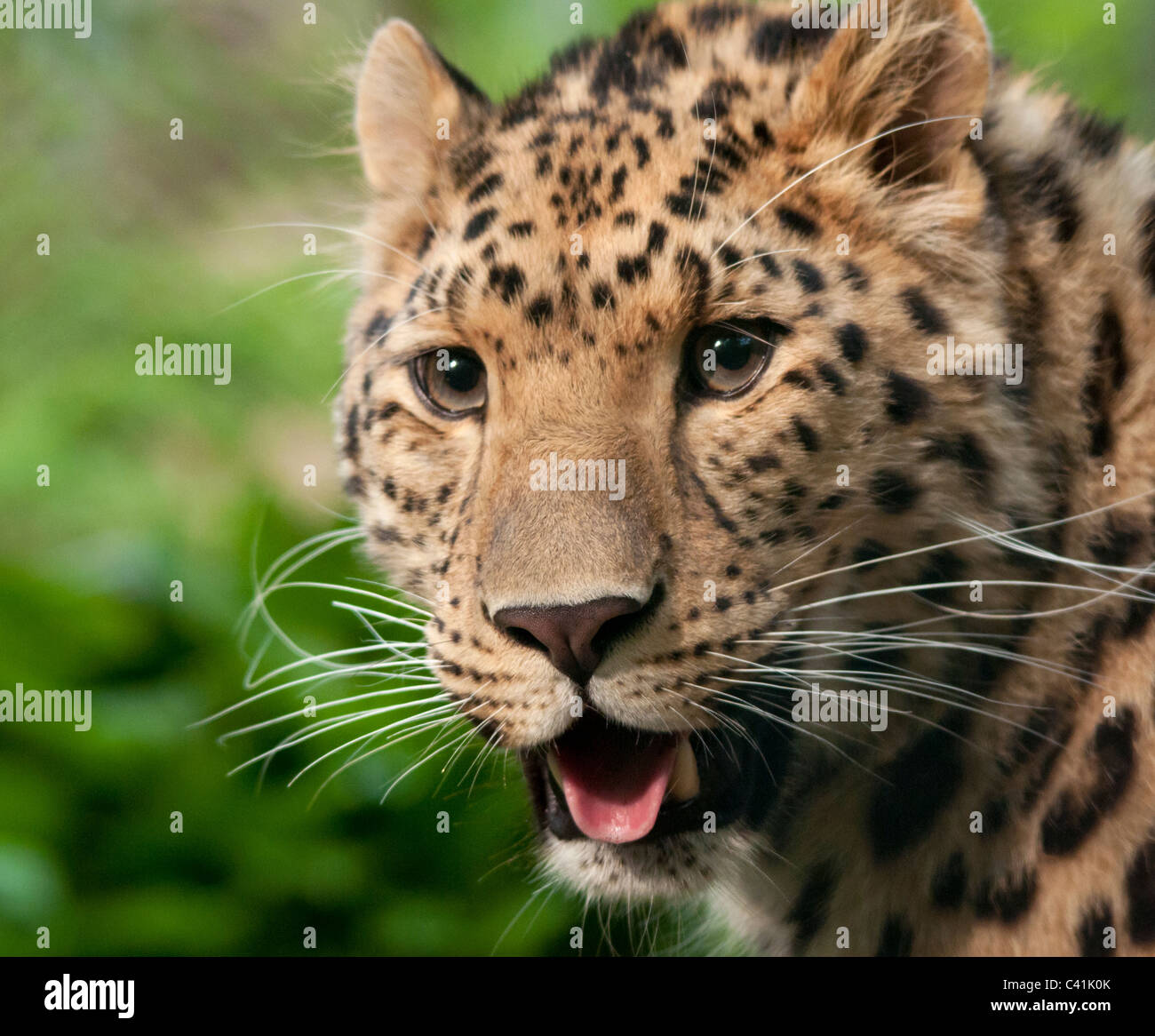 Male Amur leopard (face shot Stock Photo - Alamy