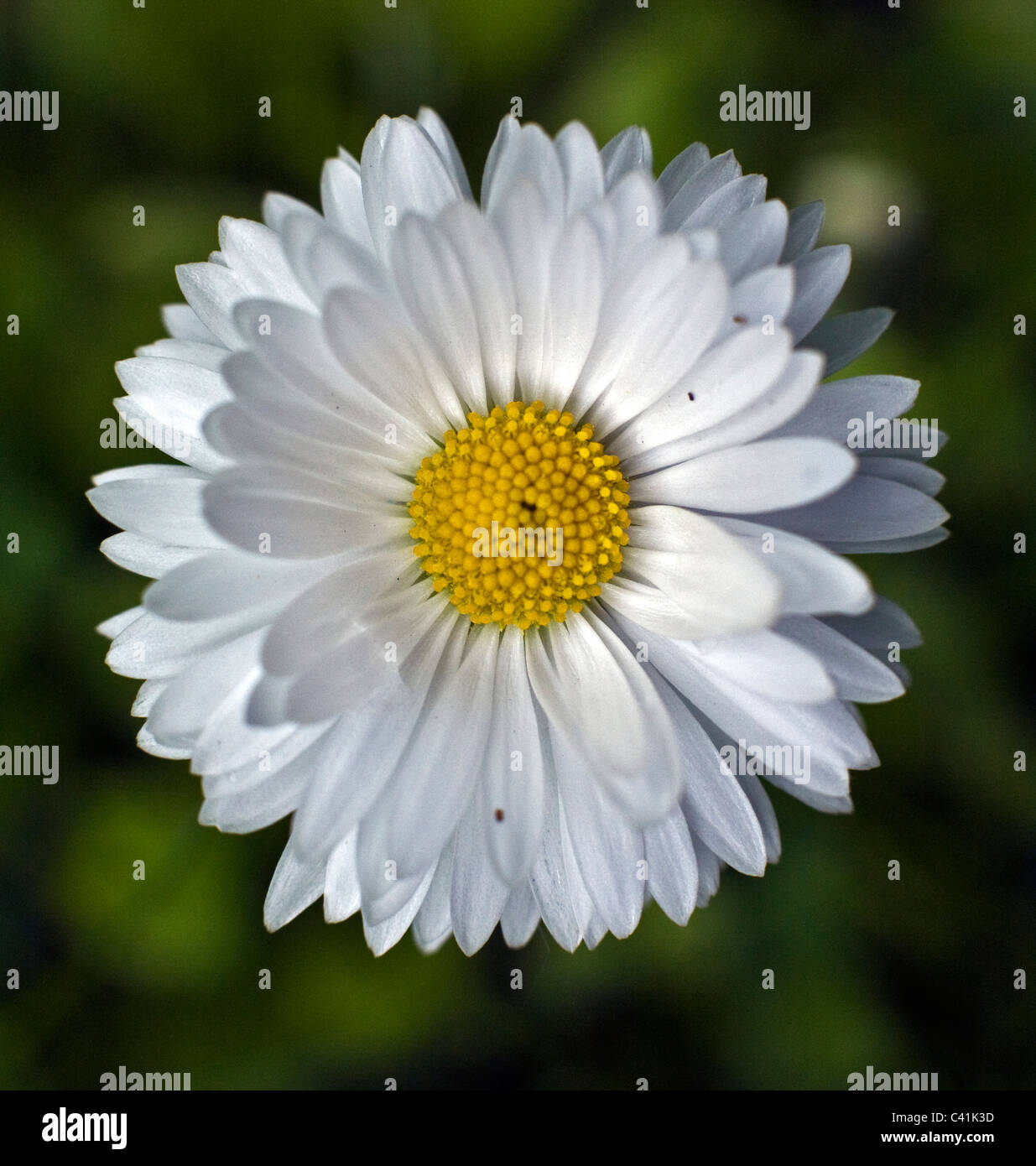 Bellis perennis Common Daisy, Lawn Daisy or occasionally English daisy ...