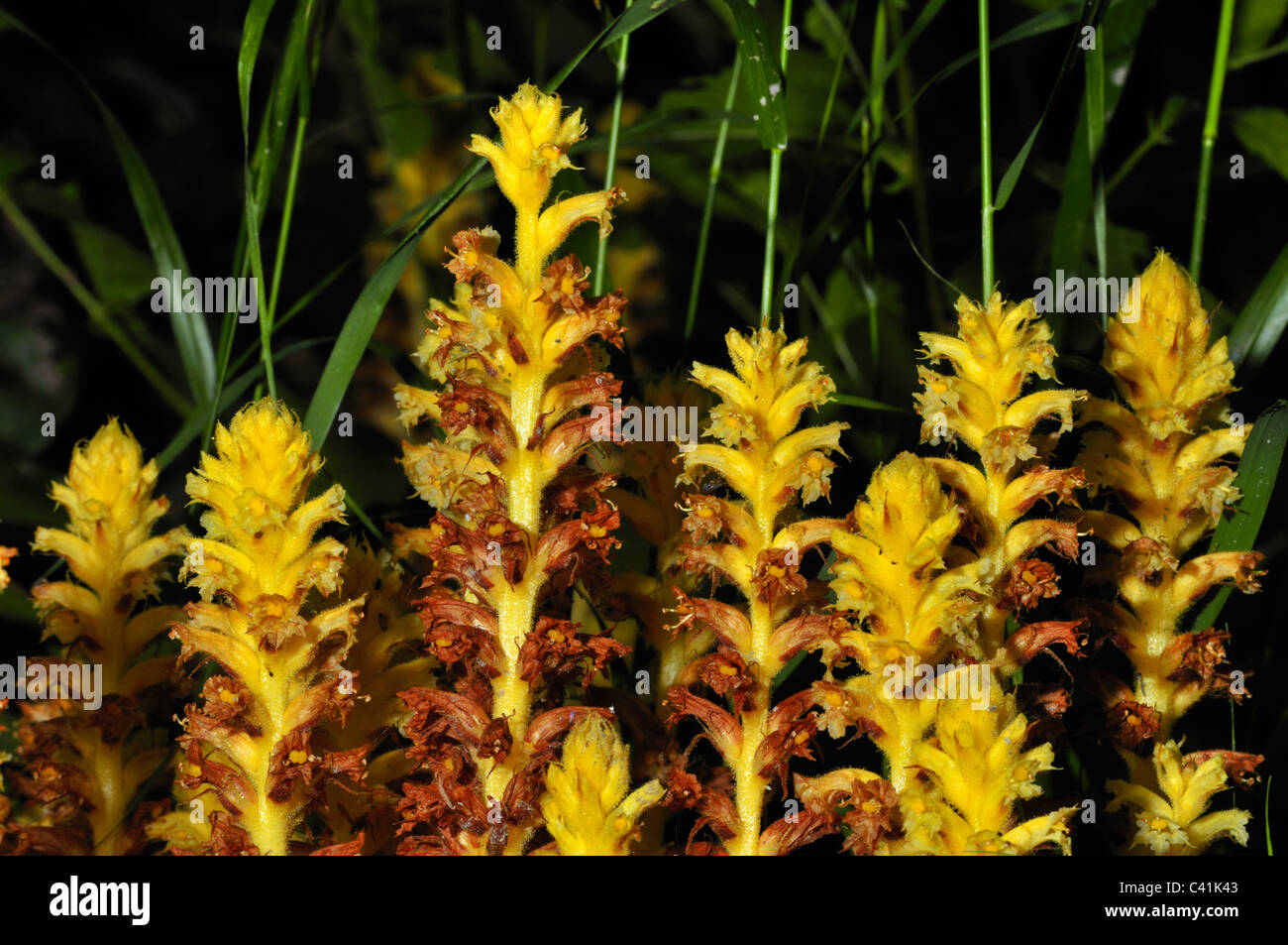 yellow orobanche flowers Stock Photo - Alamy