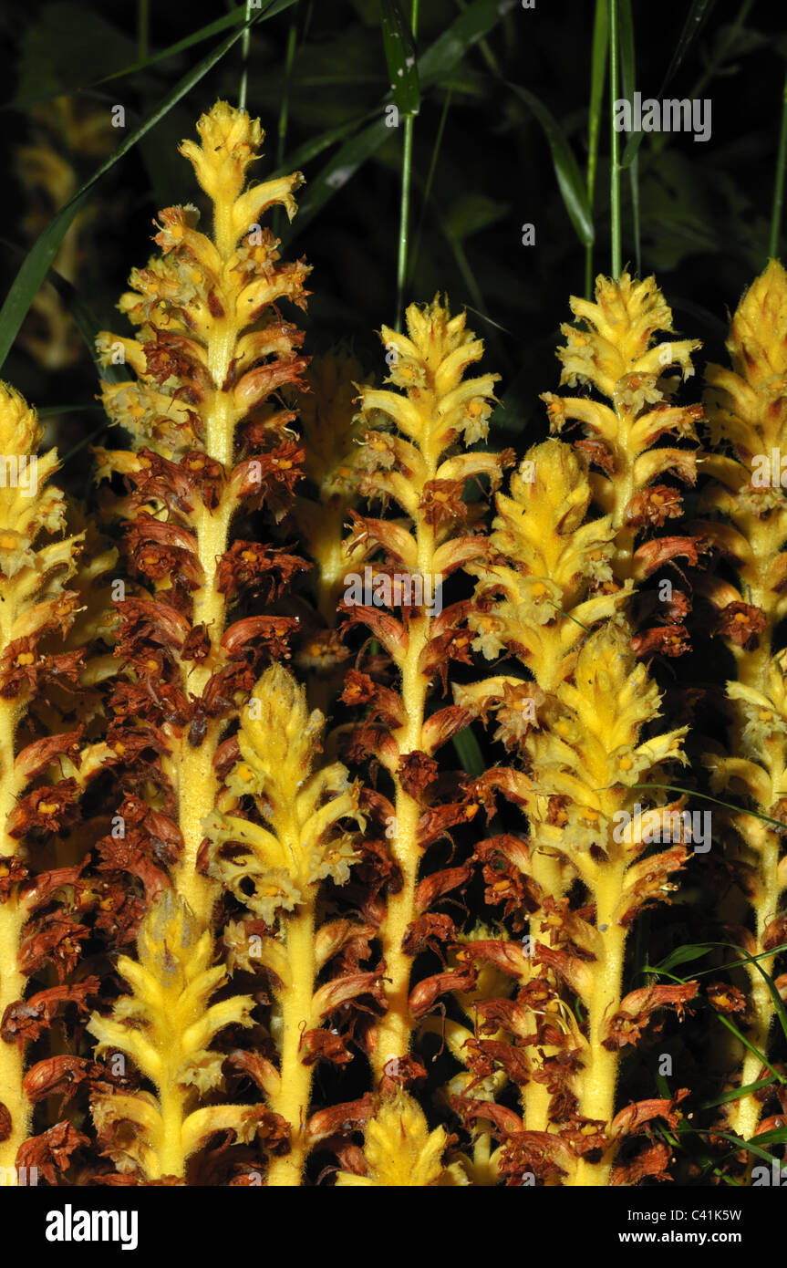yellow orobanche flowers Stock Photo - Alamy