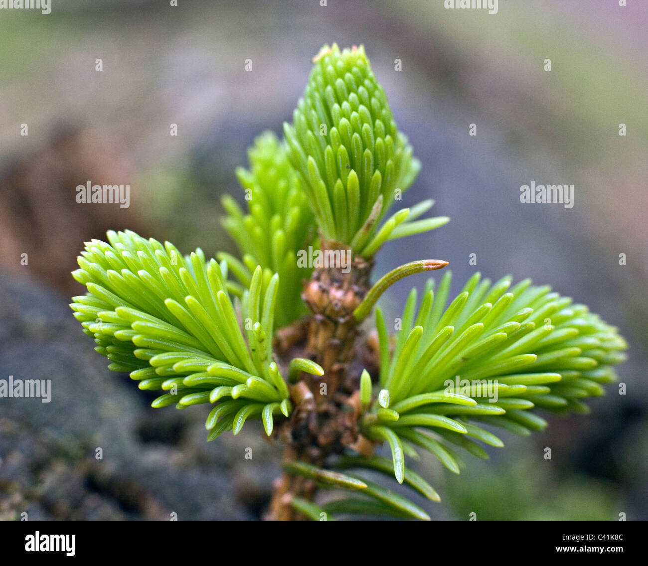 Norway Spruce Picea abies is a species of spruce native to Europe in ...