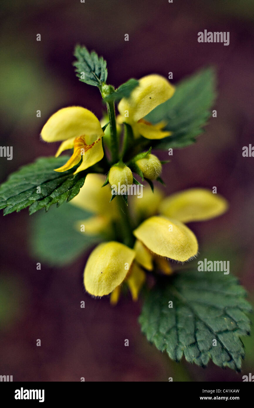Lamiastrum galeobdolon commonly known as Yellow Archangel in closeup in ...