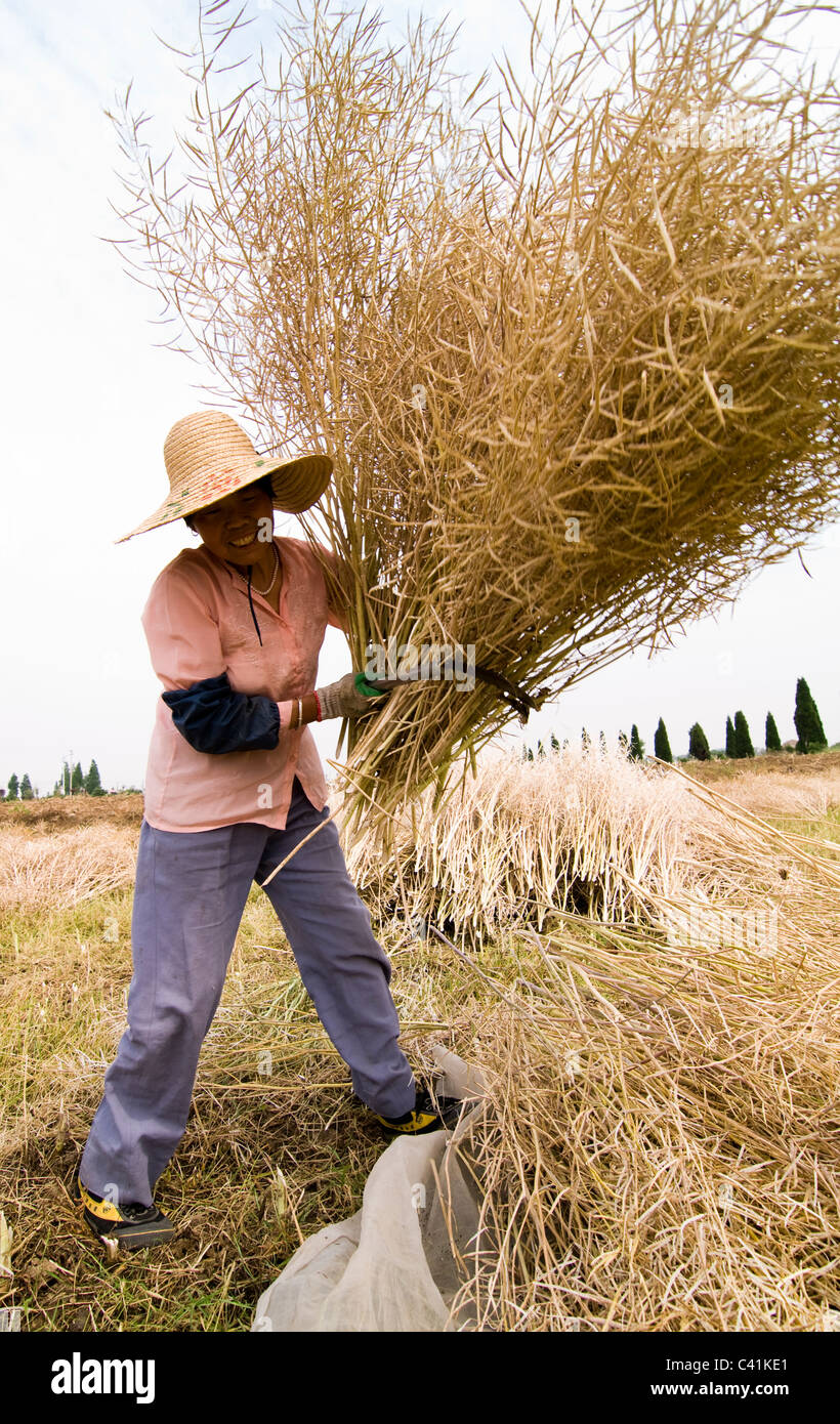 A woman threshing a Cereal crop in Jiangsu, China Stock Photo - Alamy